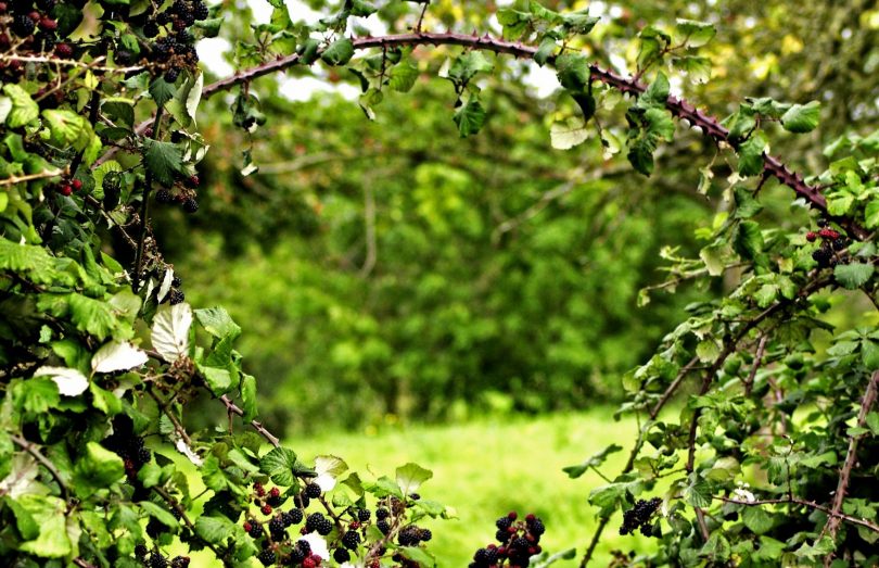 "Les ronces" de Cécile Coulon : de lumière et d'ombre - Addict Culture